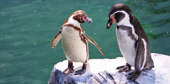 The Best Penguins in the World | San Mateo County Libraries