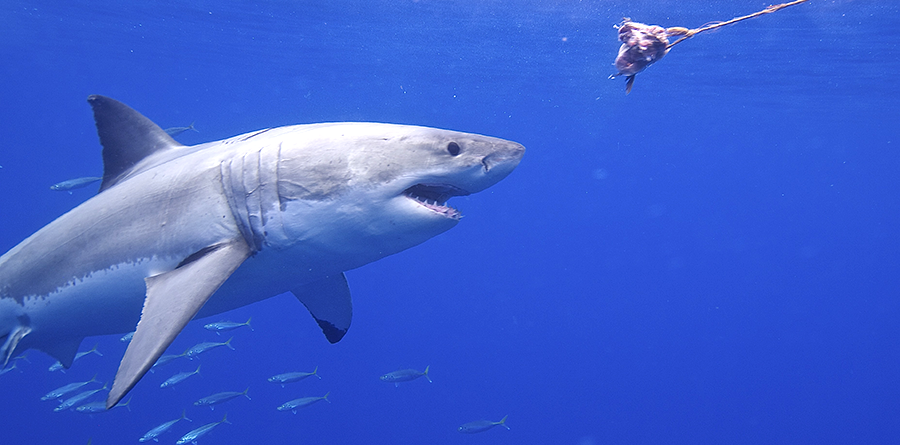 Take a Bite out of Shark Awareness Day | San Mateo County Libraries