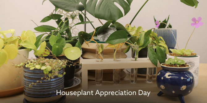 Houseplant Appreciation Day | San Mateo County Libraries